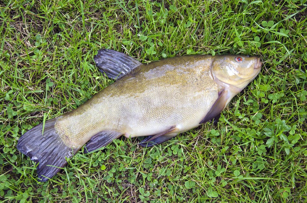 Tench on Grass after Fishing Stock Photo - Image of object, yellow ...