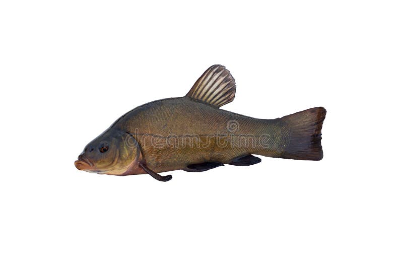 Tench stock photo. Image of alternatives, fishing, mouth - 76479980