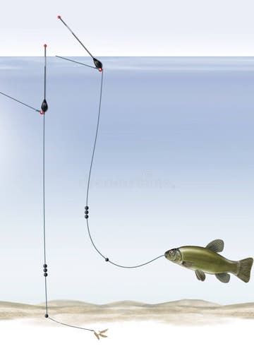 Tench lifting stock illustration. Illustration of angling - 12679828