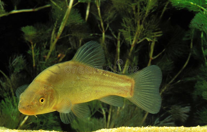 TENCH Tinca Tinca, ADULT EMERGING from AQUATIC PLANTS, FRANCE Stock ...