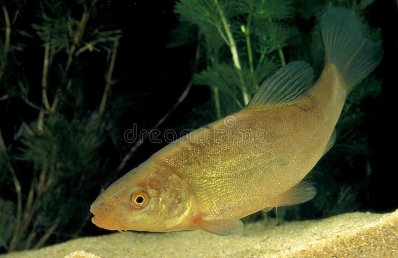 TENCH tinca tinca, ADULT stock photo. Image of three - 194423016