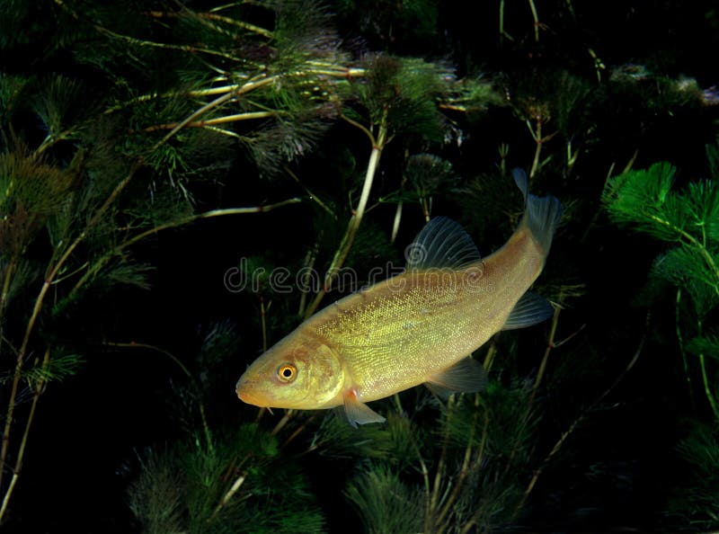 Tench, tinca tinca, Adult stock photo. Image of freshwater - 195795594