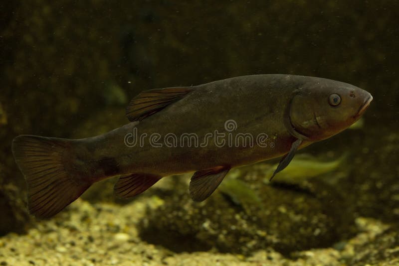 The Tench Tinca tinca. stock image. Image of lake, scuba - 170655911
