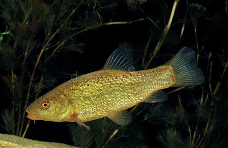 Tench, tinca tinca imagen de archivo. Imagen de tencas - 196312667