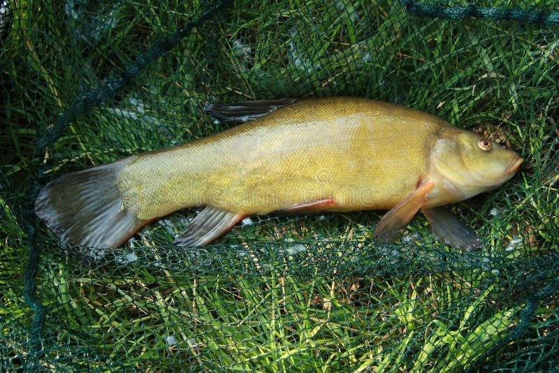 Tench - Tinca tinca stock image. Image of doctor, fish - 15154283