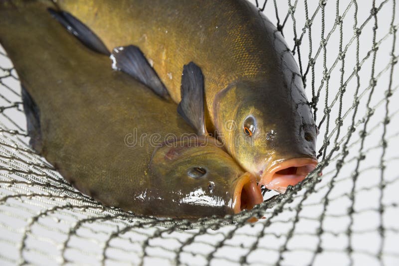 Tench - Tinca tinca stock photo. Image of healthy, food - 81055778