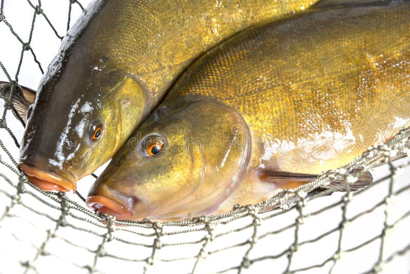 Tench - Tinca tinca stock photo. Image of meal, fishing - 81050528