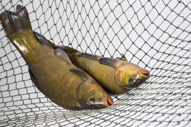 Tench - Tinca tinca stock photo. Image of cypriniformes - 81054316