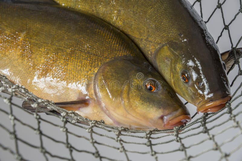 Tench - Tinca tinca stock photo. Image of healthy, freshwater - 81054640