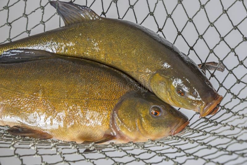 Tench - Tinca tinca stock photo. Image of lake, live - 81055882