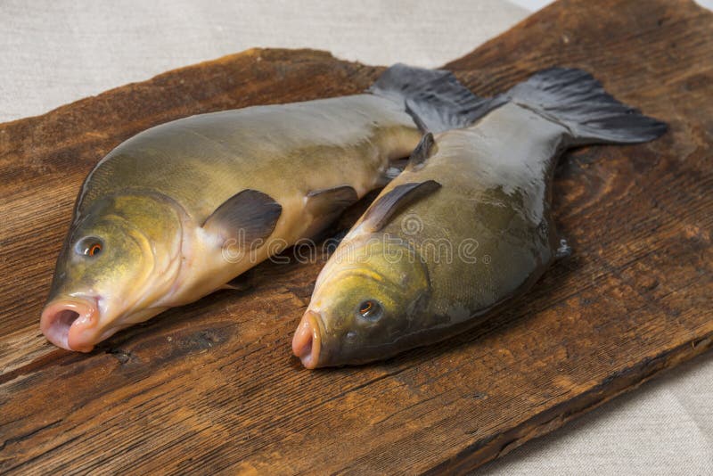 Tench - Tinca tinca stock photo. Image of cypriniformes - 81049484