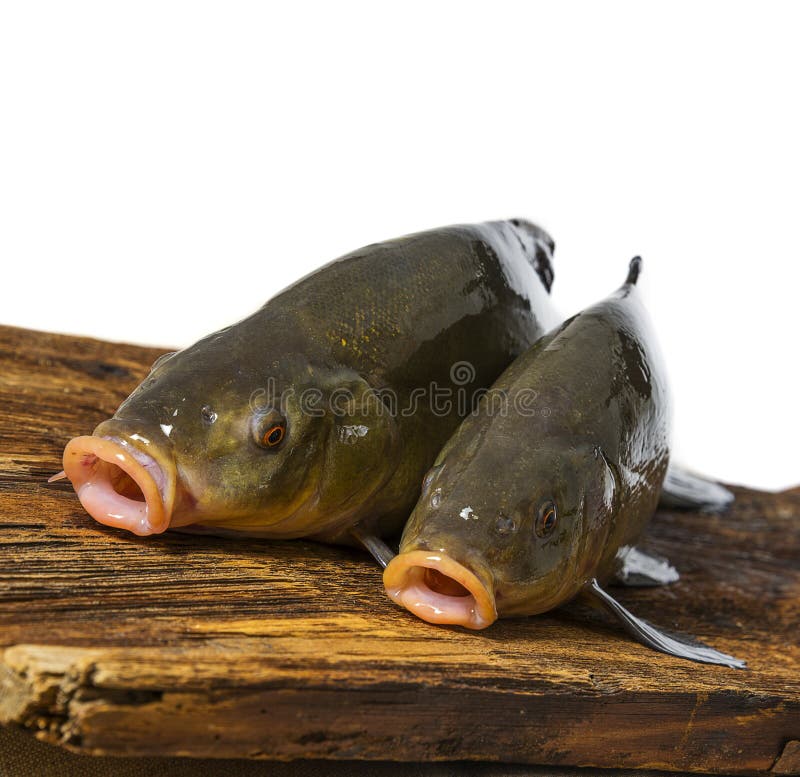 Tench - Tinca tinca stock photo. Image of color, fishing - 81054224