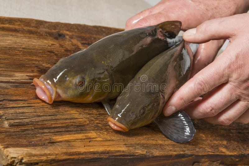 Tench - Tinca tinca stock photo. Image of healthy, food - 81055778