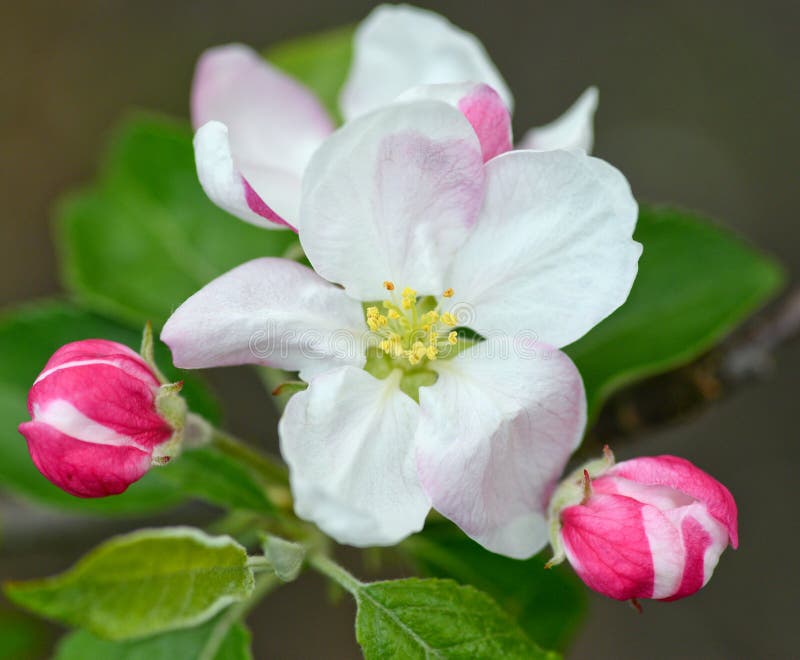 Tender apple flower stock image. Image of fresh, beautiful - 54087611