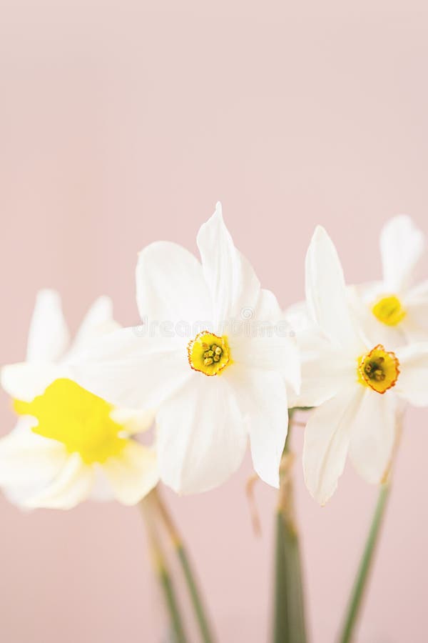 Tender Blooming Daffodil Flower Bouquet Stock Photo - Image of petal ...