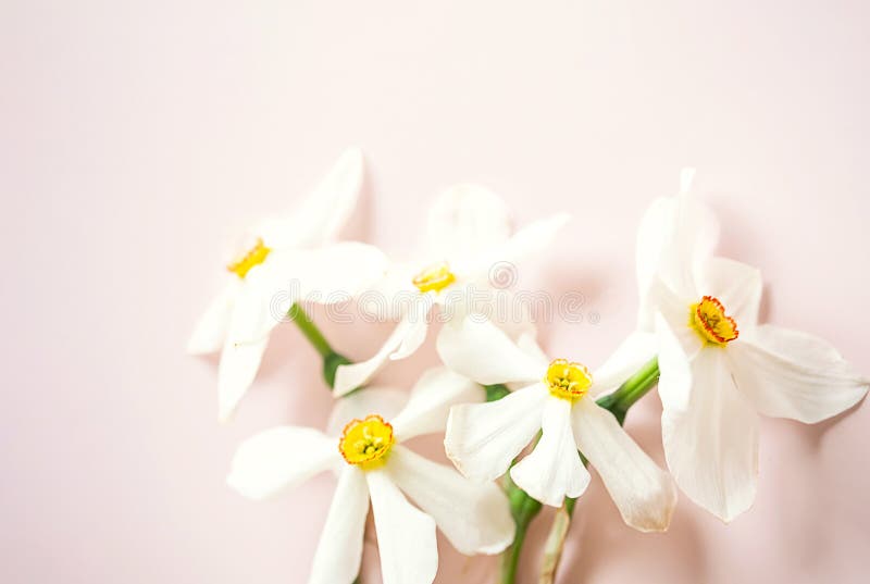 Tender Blooming Daffodil Flower Bouquet Stock Photo - Image of greeting ...