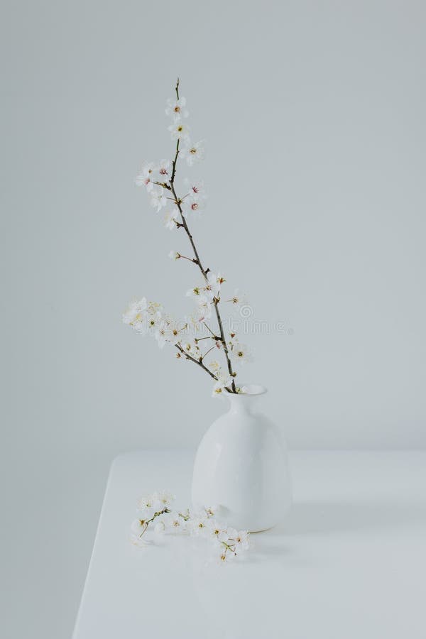 Tender Blossom Branches in a Vase on a White Background. Monochrome Stock Photo - Image of ...