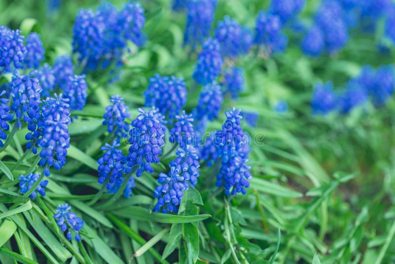 Tender Blue Muscari Flowers in the Daylight Stock Photo - Image of ...