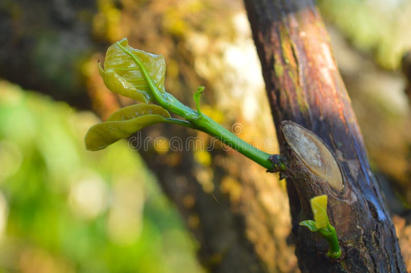 Pruning Coffee Trees and Maintenance for Coffee Trees in Coffee Farm ...