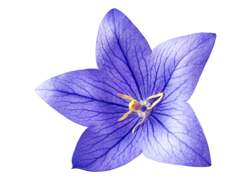 Bluebell Flower Is Isolated On A White Background Stock Photo - Image ...