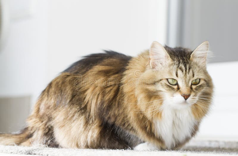 Tender Brown White Tabby Kitten Lying Indoor, Siberian Breed Female ...