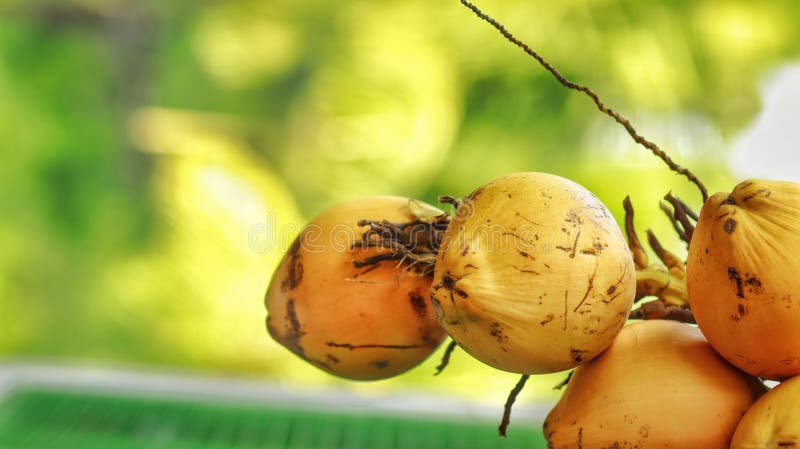 1,237 Tender Coconut Stock Photos - Free & Royalty-Free Stock Photos ...