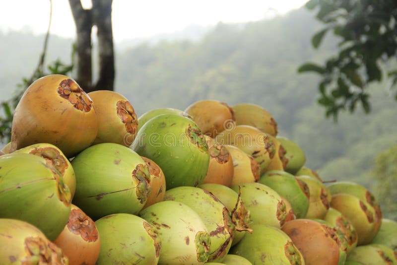 Tender Coconut Sliced and Ready for Consumption. Natural Healthy ...
