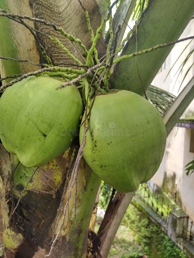 1,317 Tender Coconut Stock Photos - Free & Royalty-Free Stock Photos ...