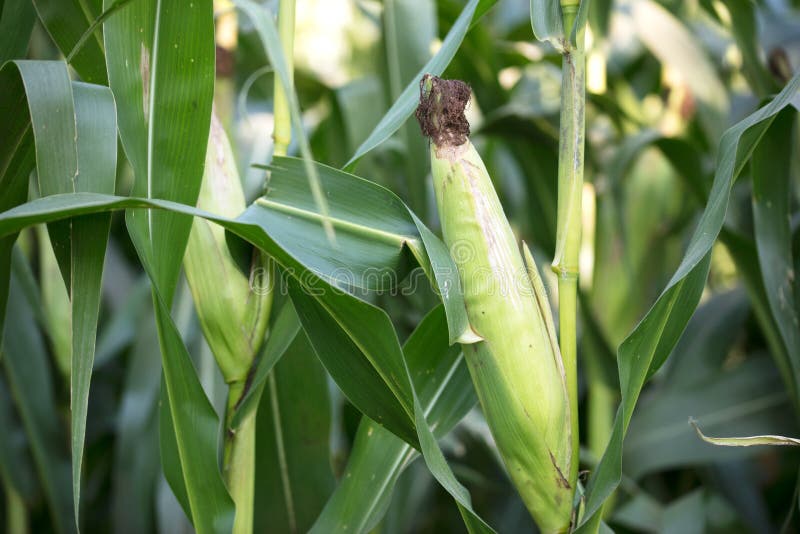 Tender Corn on the Cob Growing in the Farmland Stock Photo - Image of ...