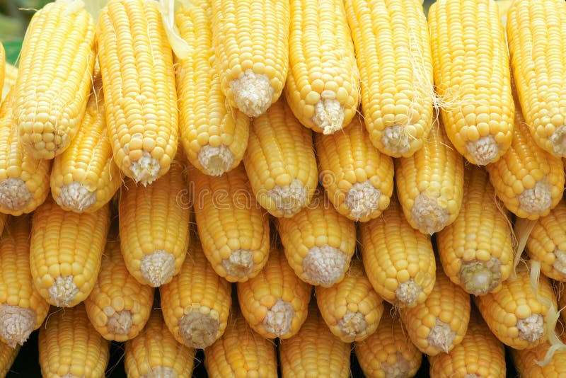 Corn cobs in planted field stock photo. Image of cornfield - 113952404