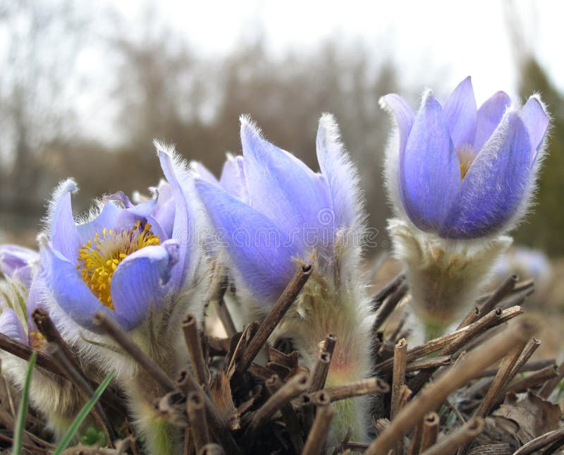 Tender First Spring March Flowers Lilac Blue Pasque-flower Stock Image ...