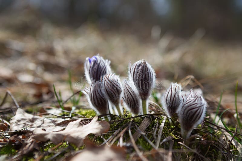 Tender First Spring March Flowers Lilac Blue Pasque-flower, Stock Image ...
