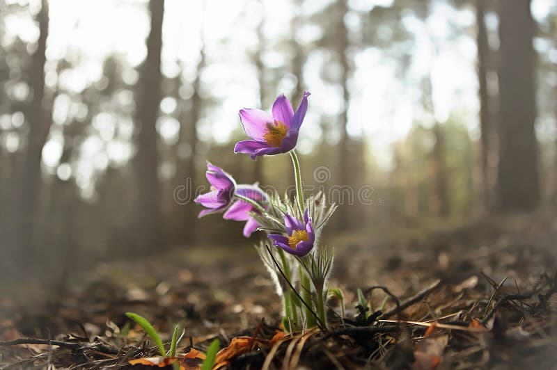 Tender First Spring March Flowers Lilac Blue Pasque-flower, Stock Image ...