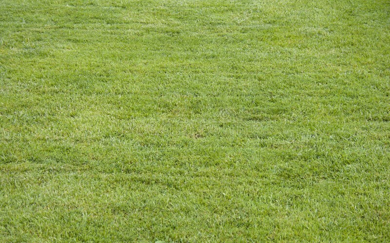 Tender Grass stock image. Image of clean, design, photography - 12135783