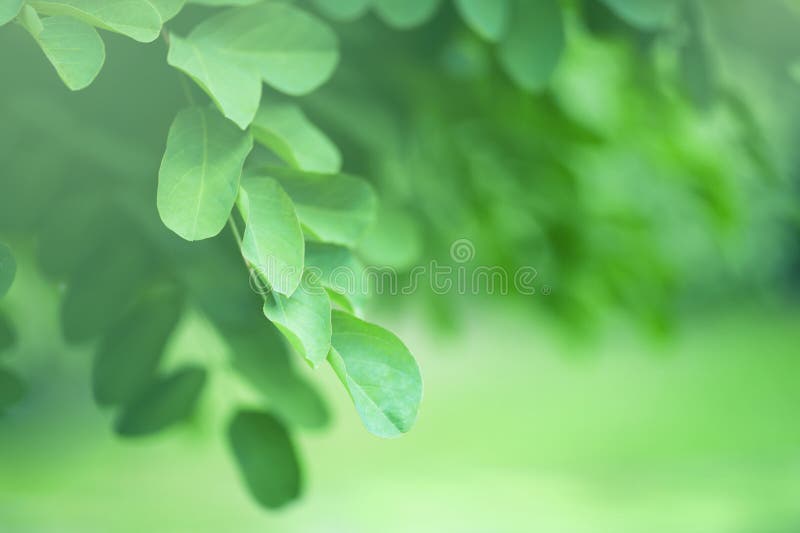 Tender Green Nature Background Stock Image - Image of focus, good ...