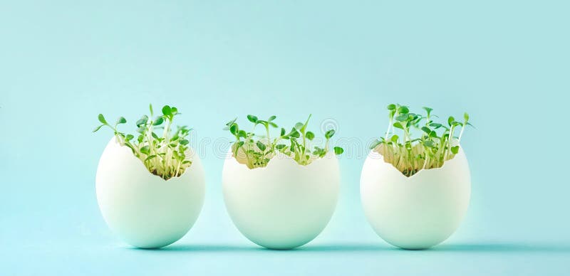 Tender Green Sprouts Growing in Cracked Egg Shells on Blue Background ...