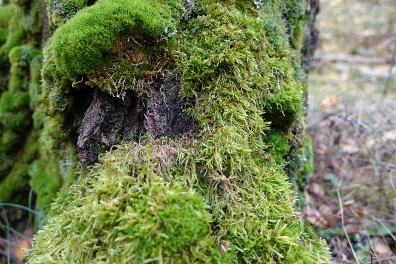 Tender Green Vegetation in the Forest Moss Colonies Stock Photo - Image ...