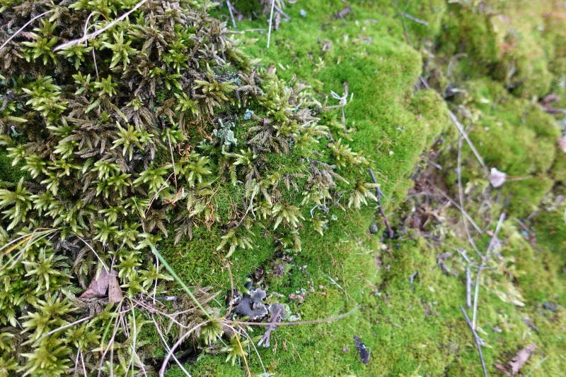 Tender Green Vegetation in the Forest Moss Colonies Stock Image - Image ...