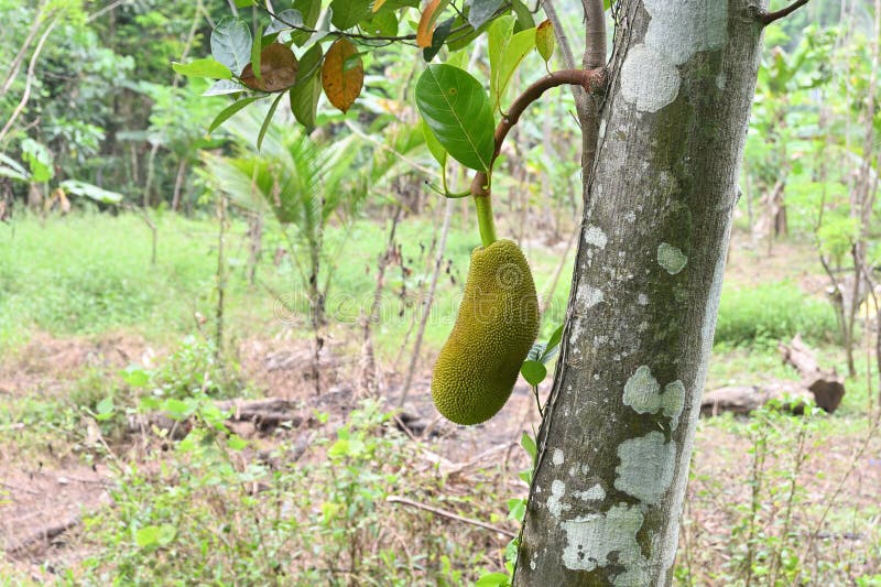 A Tender Jack Fruit Growing on a Jack Tree Trunk Stock Image - Image of ...