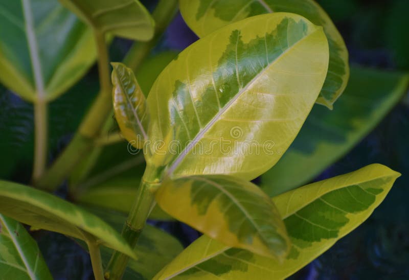 Tender leaf stock image. Image of bright, leafage, botanical - 100412139