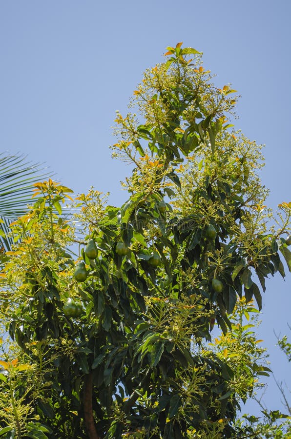 Tender Leaves and Blossoms of Avocado Tree Stock Photo - Image of ...