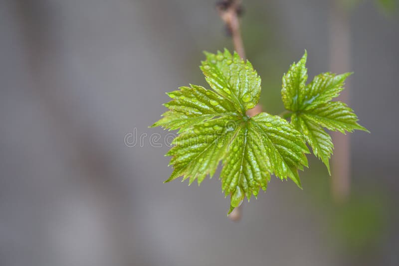 The Tender Leaves of Parthenocissus in Spring Stock Image - Image of ...