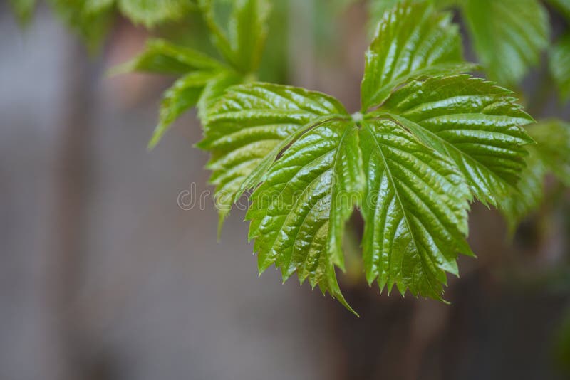 The Tender Leaves of Parthenocissus in Spring Stock Photo - Image of ...