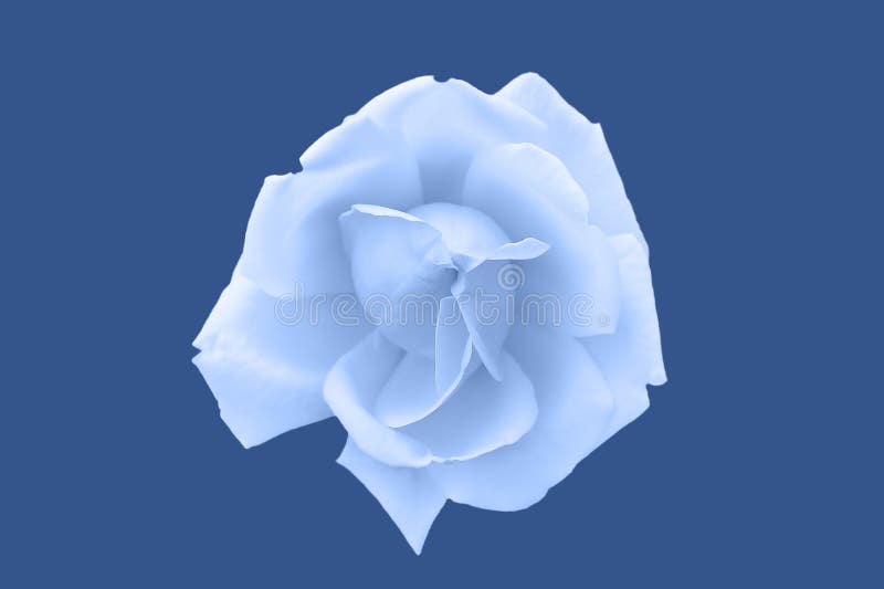 Tender Light Blue Rose Flower Head on Deep Blue Background Stock Photo ...