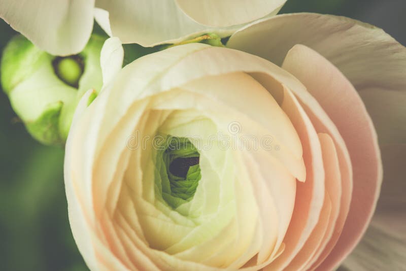 Tender Pink Ranunculus Flower Stock Image - Image of nature, pink: 68711873
