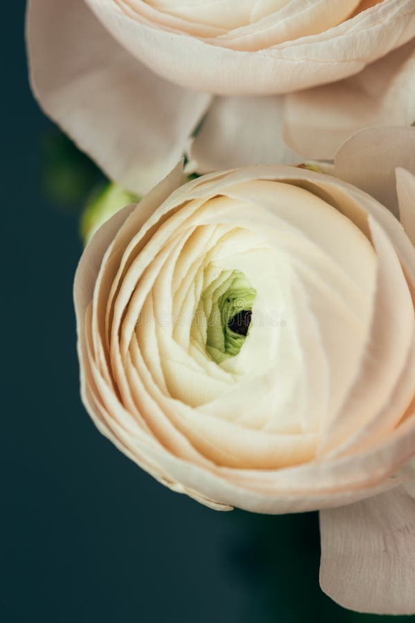 Tender Pink Ranunculus Flower Stock Image - Image of effects, plant ...