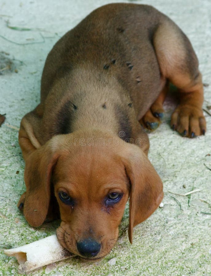 Tender puppy stock photo. Image of segugio, brown, doggy - 5694390