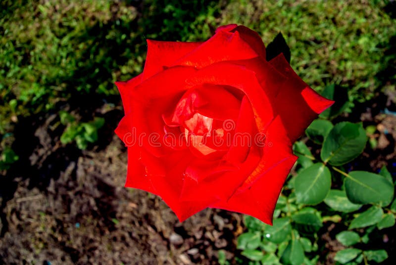 Tender Red Rose on a Background of Green Leaves. Background with ...
