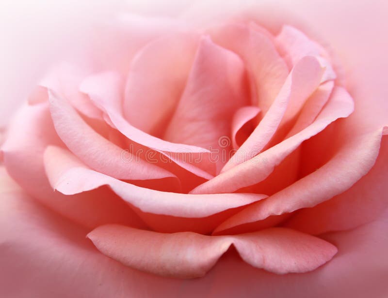 Tender rose stock image. Image of freshness, natural - 23094855