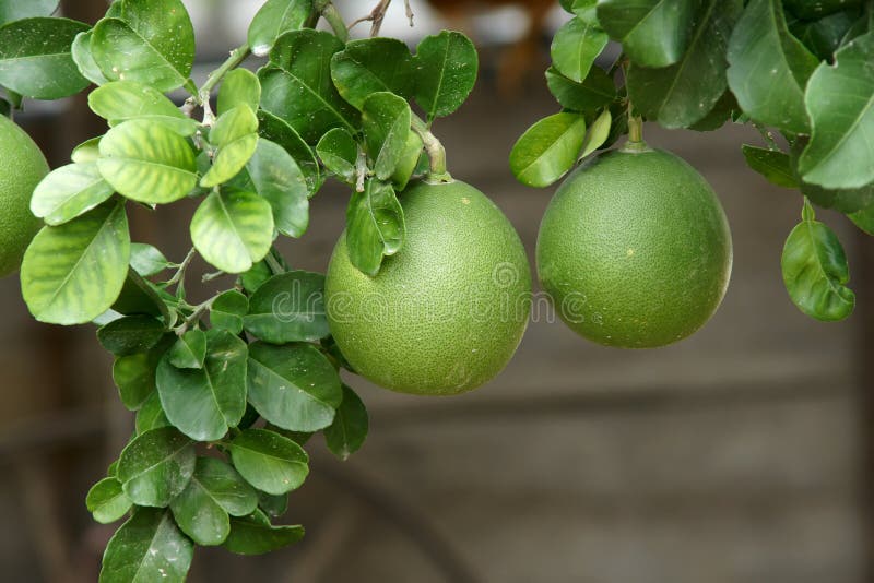 Tender shaddock stock photo. Image of tropic, food, tropical - 39586526